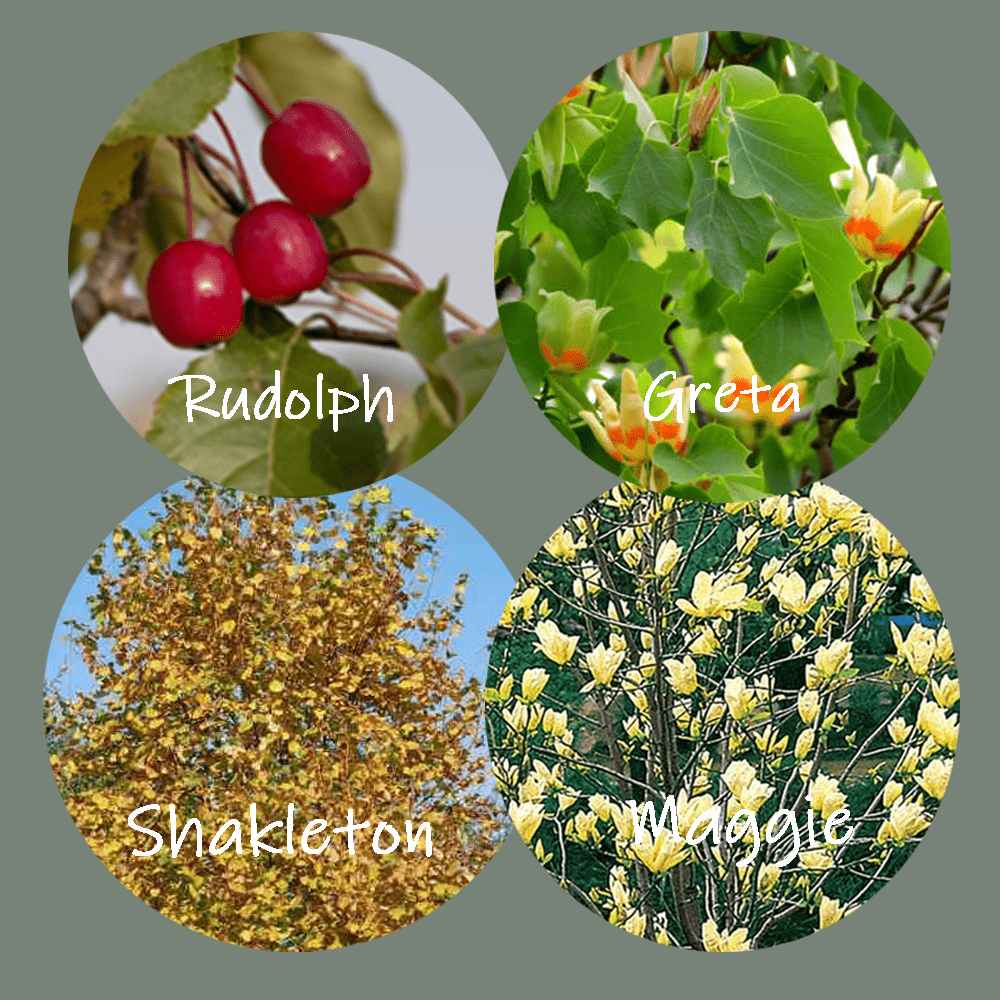 School council trees – Kelvin Grove School