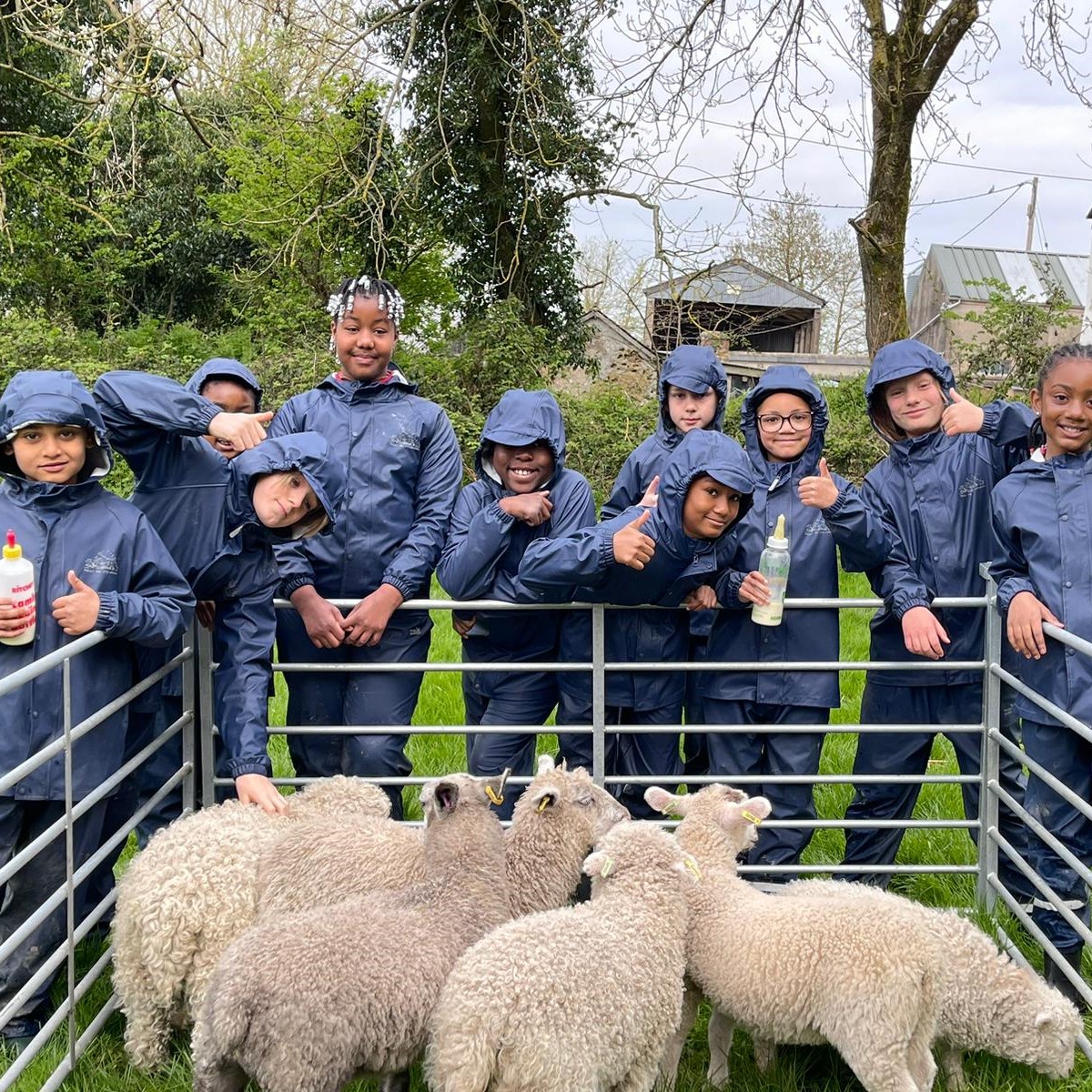 Group 2 feeding the lambs – Kelvin Grove School