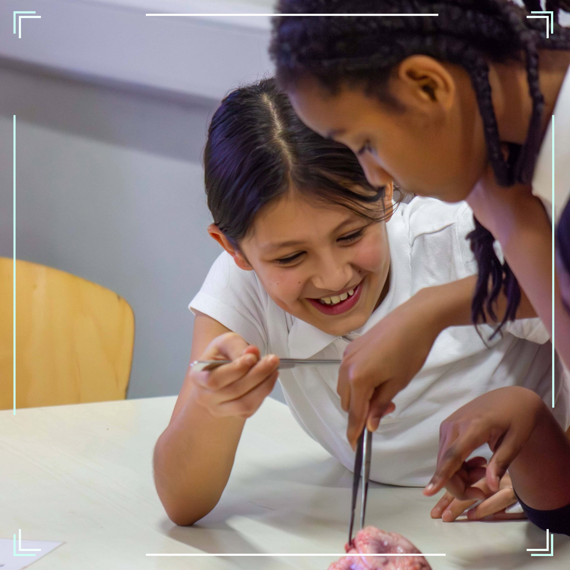 Year 6: Heart Dissection! – Kelvin Grove School